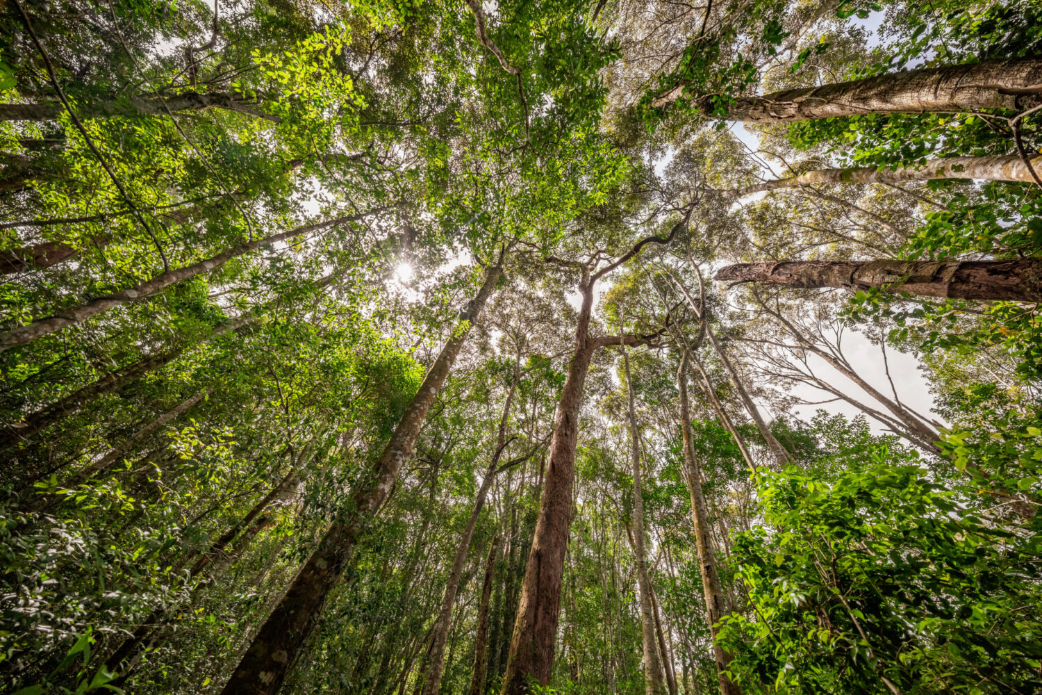 International Climate Initiative (IKI) in Viet Nam – News of climate ...